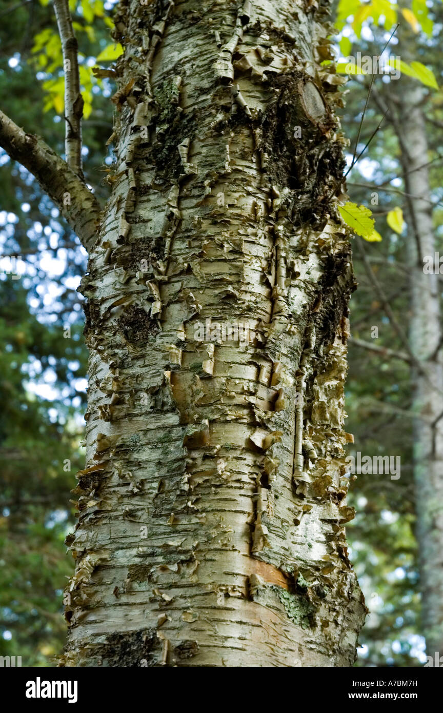 Birch Tree at Nature Center Stock Photo - Alamy