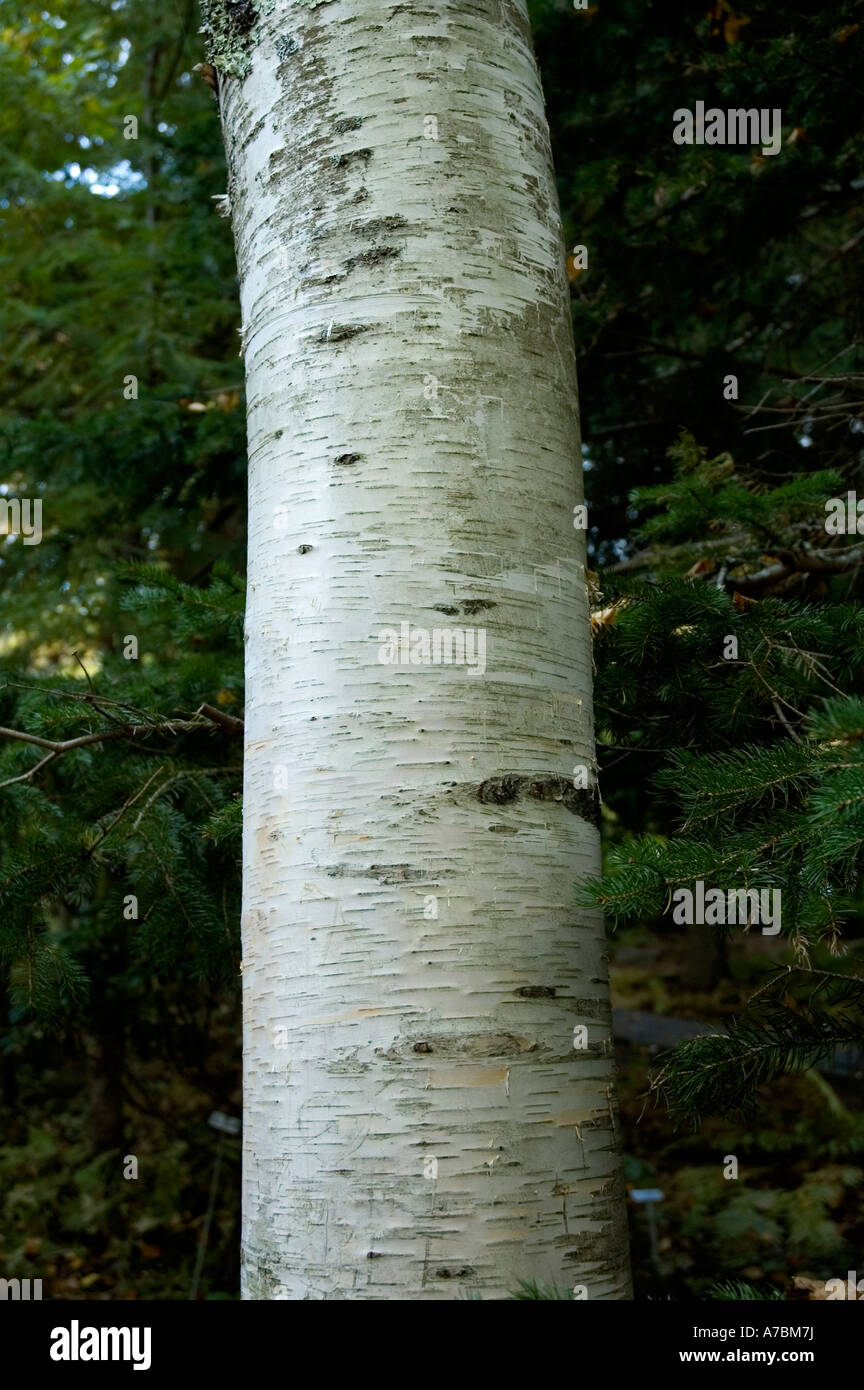 Birch Tree at Nature Center Stock Photo - Alamy