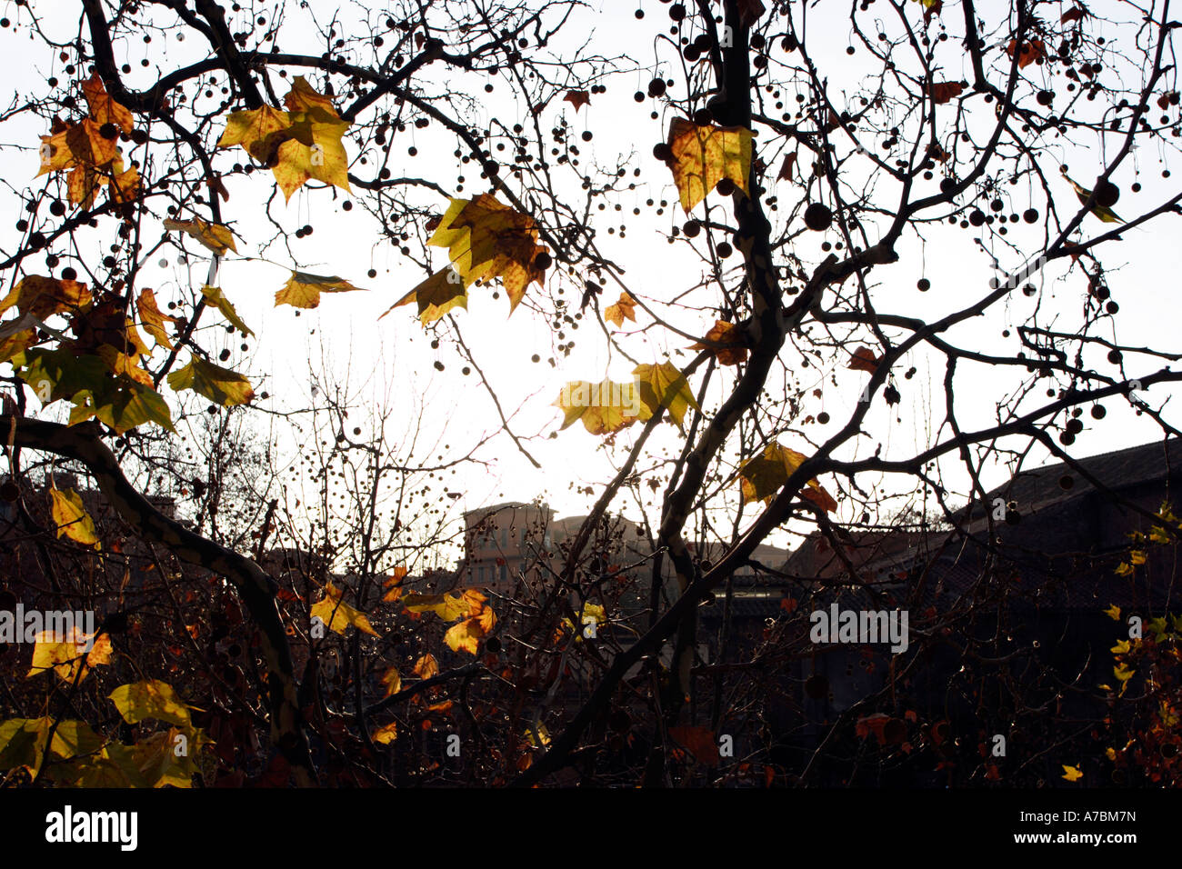 leaves and light Stock Photo - Alamy