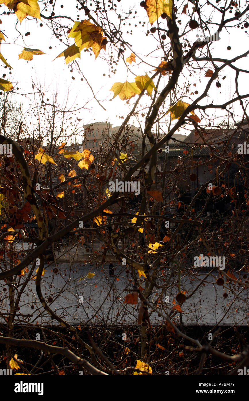 leaves and light Stock Photo - Alamy