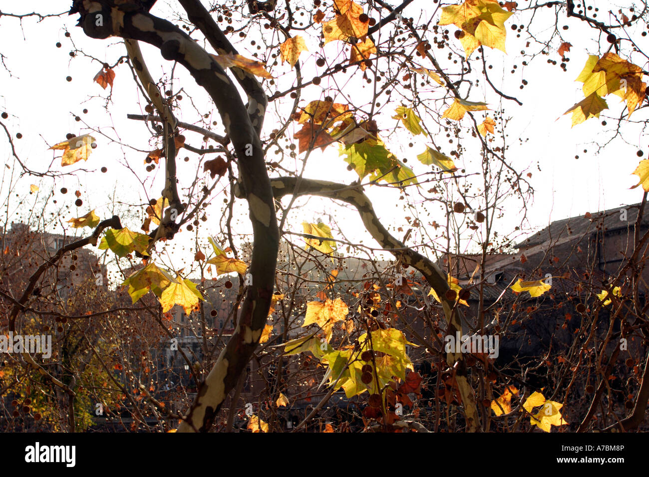 leaves and light Stock Photo - Alamy