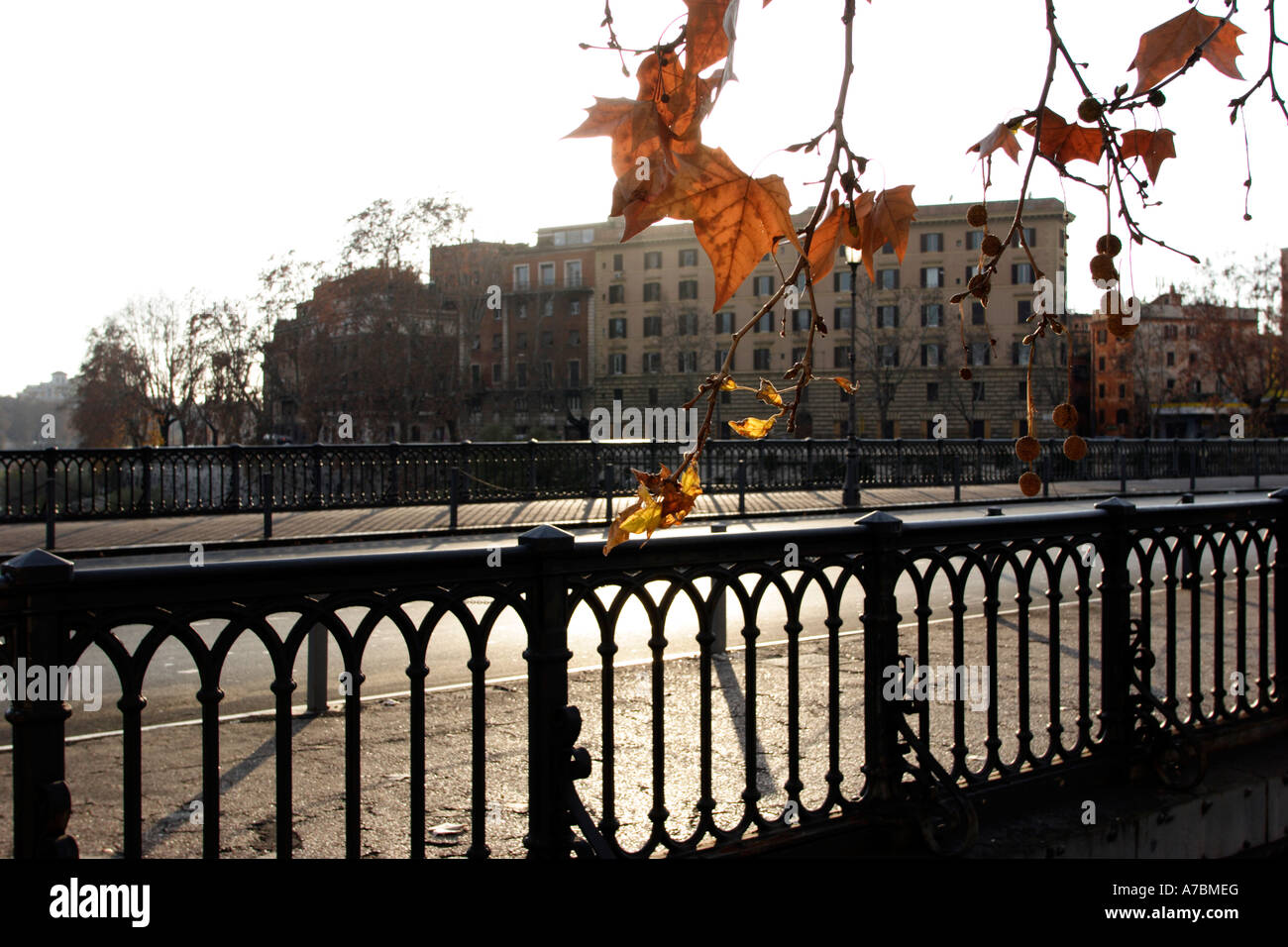 leaf and light Stock Photo - Alamy