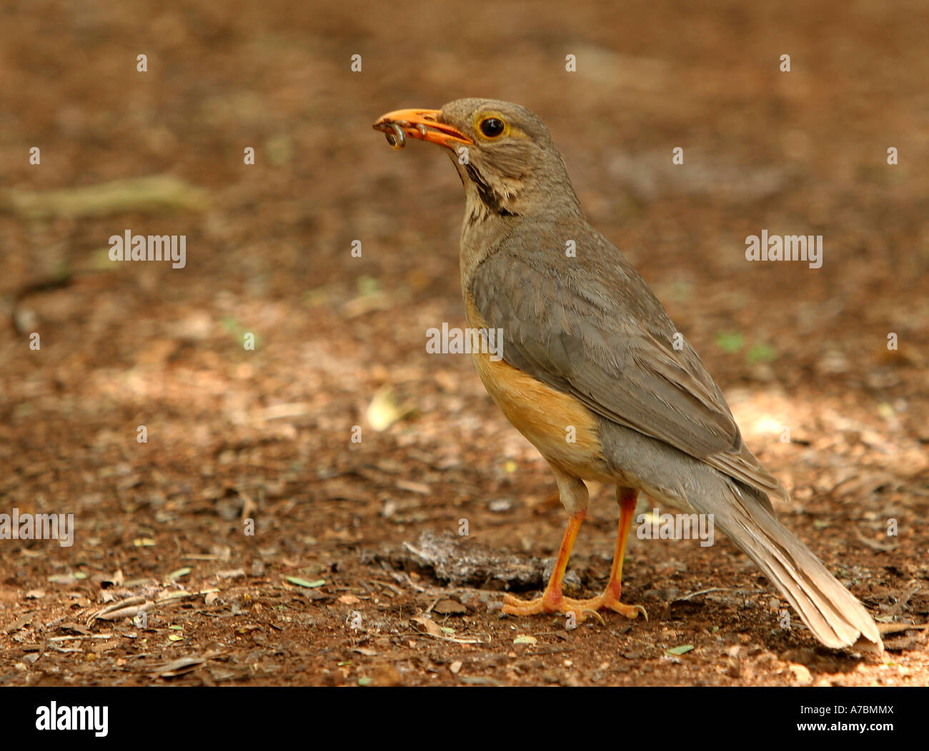 Early bird catches the worm Stock Photo - Alamy
