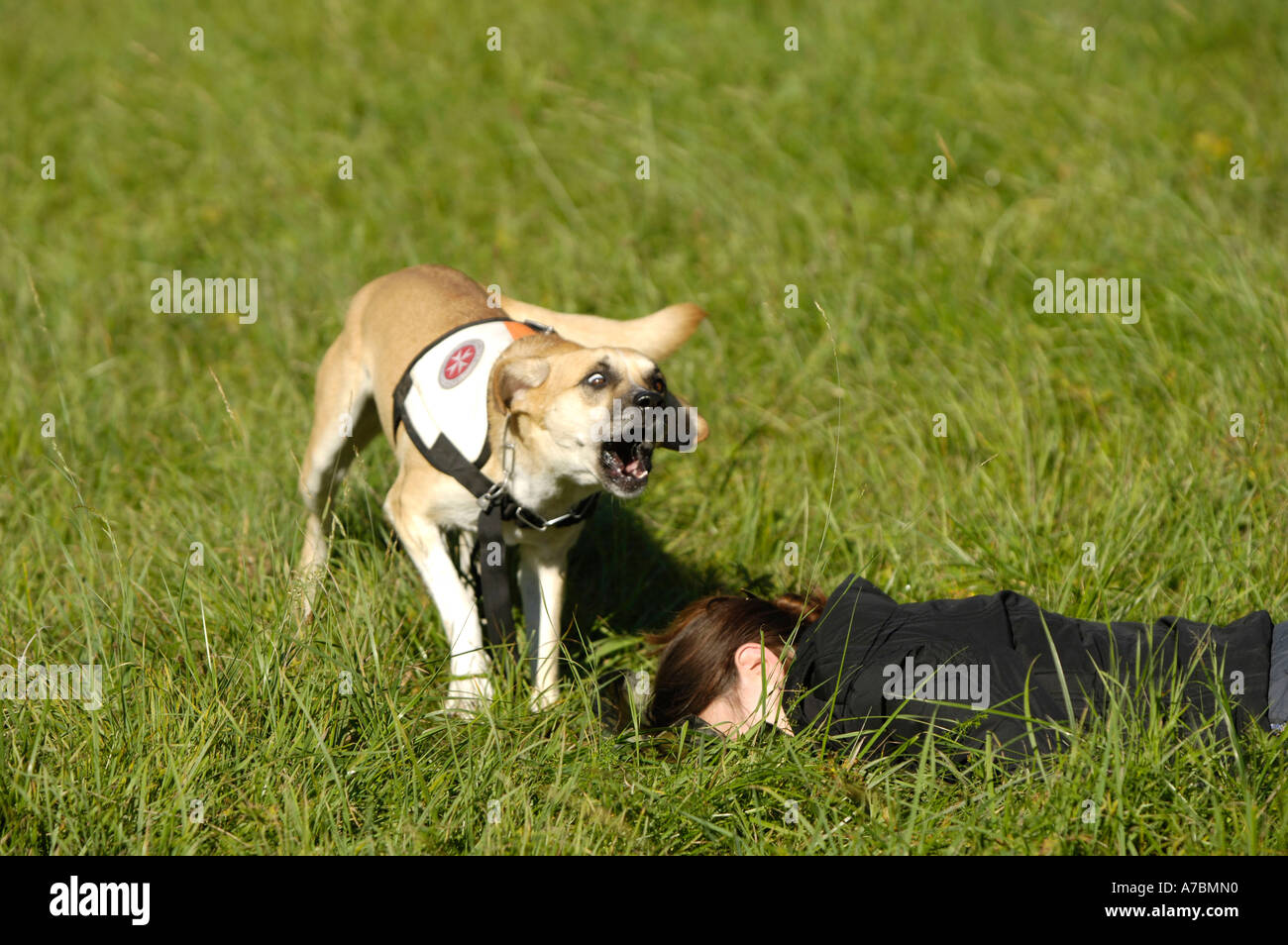 Rescue dog finding person hi-res stock photography and images - Alamy