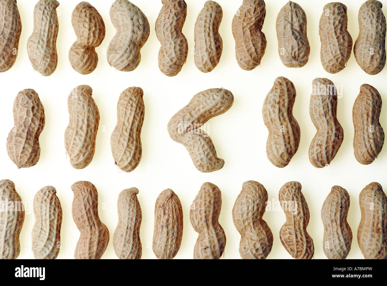 One unusual peanut shape in rows of normal peanuts on white Stock Photo - Alamy