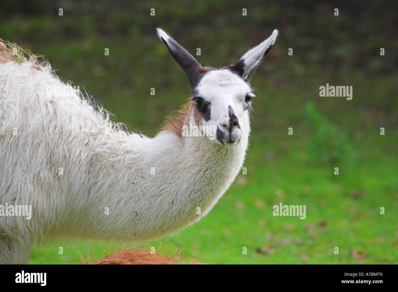 "Right side" "head & shoulders" of [young lama] Stock Photo - Alamy