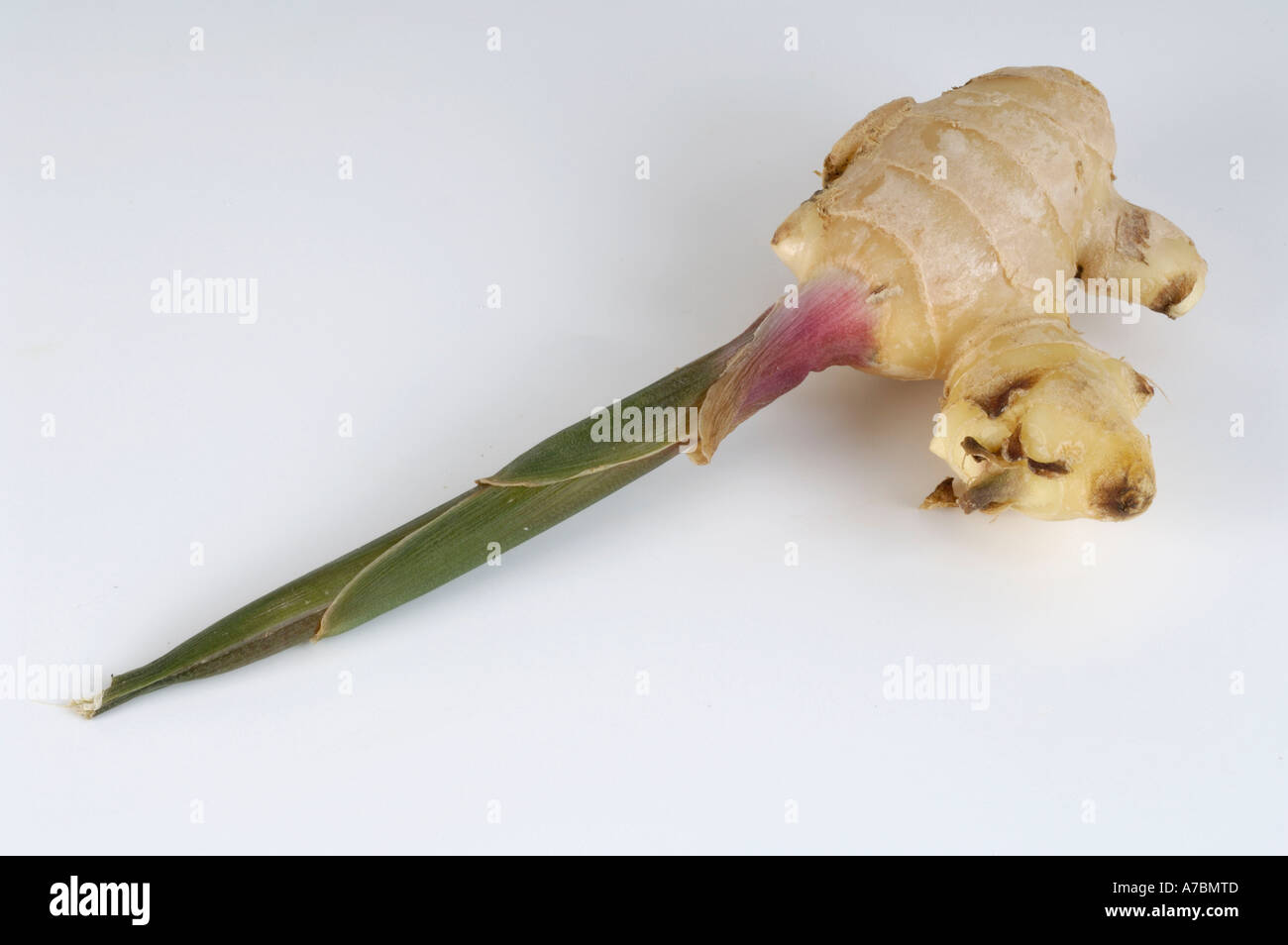 Common Ginger Roots Stock Photo - Alamy