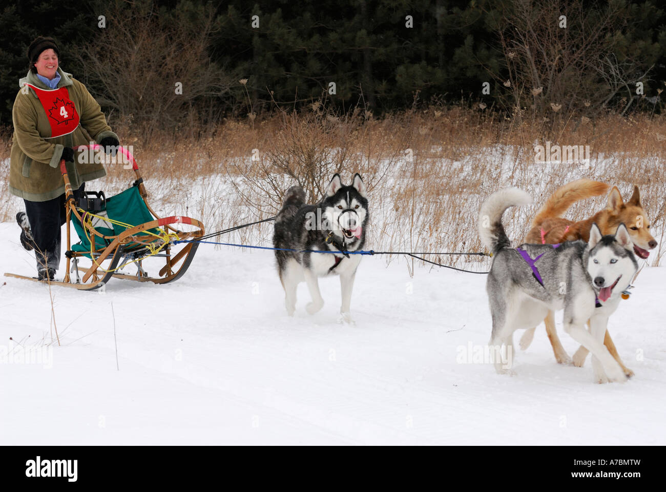 Fun recreational sled dog race Stock Photo - Alamy