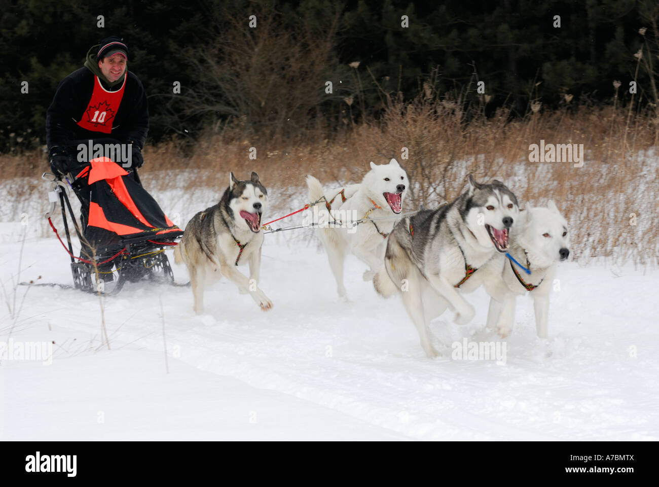 Husky pulling a sleigh hi-res stock photography and images - Alamy