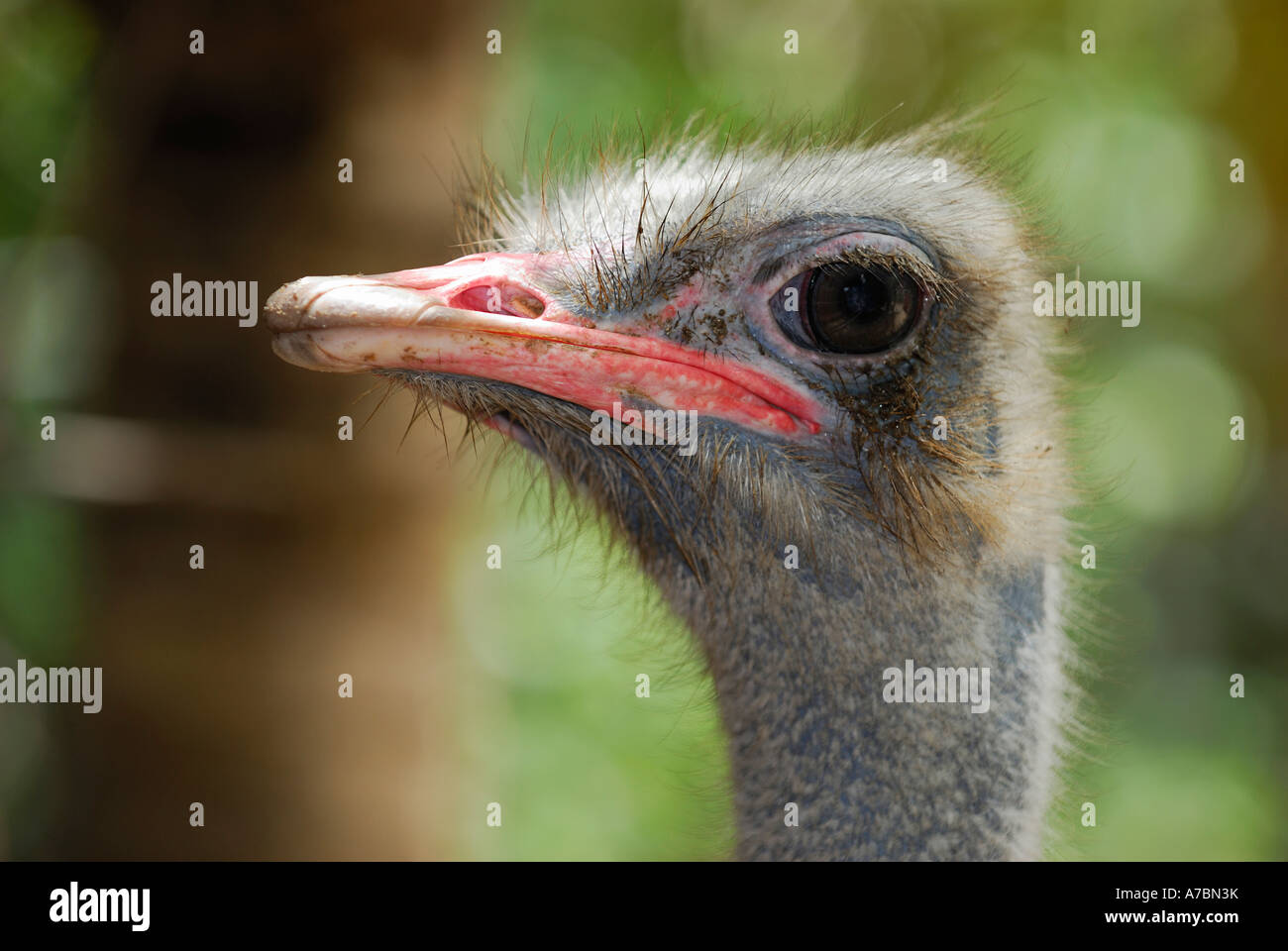 Close up of an ostrich face Stock Photo - Alamy