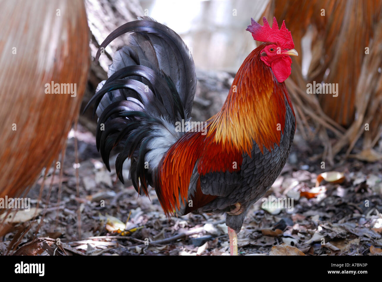 Rooster standing on one leg in shade Stock Photo - Alamy