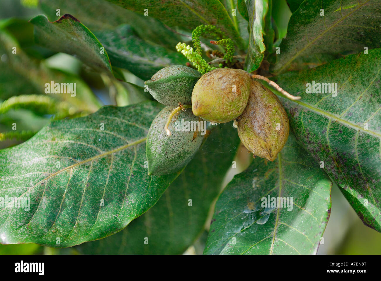 West Indian Almond Tree