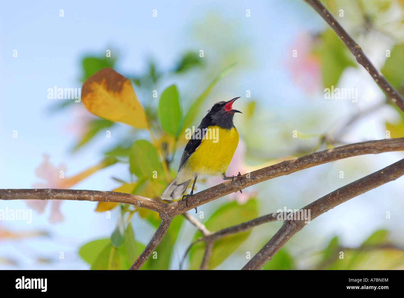 Pink trumpet tree tabebuia heterophylla hi-res stock photography and ...