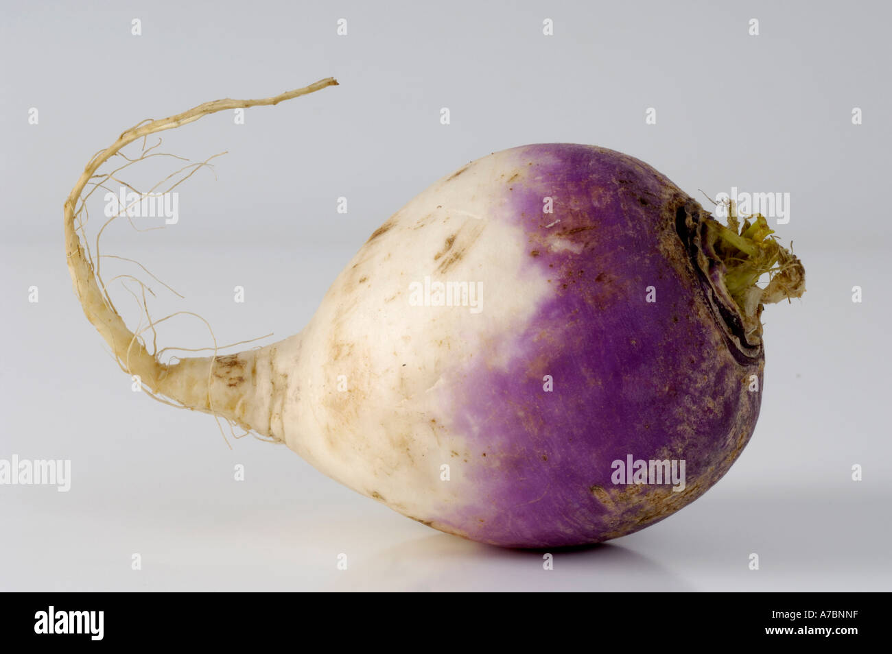 The turnip hi-res stock photography and images - Alamy