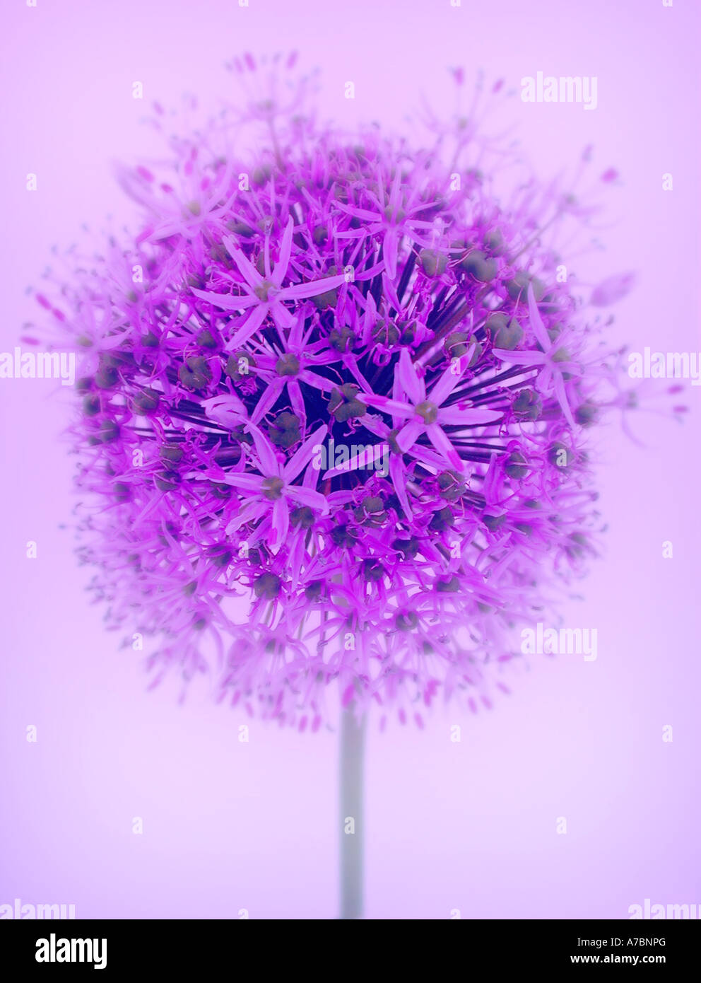 Allium flower icon hi-res stock photography and images - Alamy
