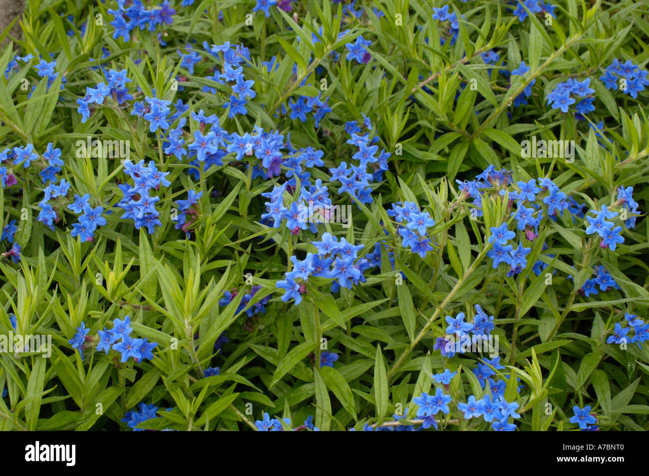 Gromwell buglossoides hi-res stock photography and images - Alamy