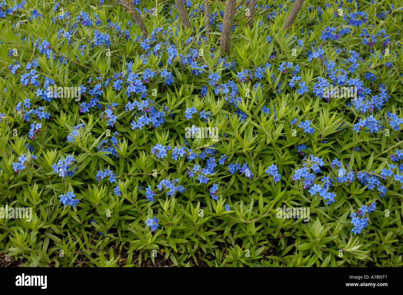 Gromwell buglossoides hi-res stock photography and images - Alamy