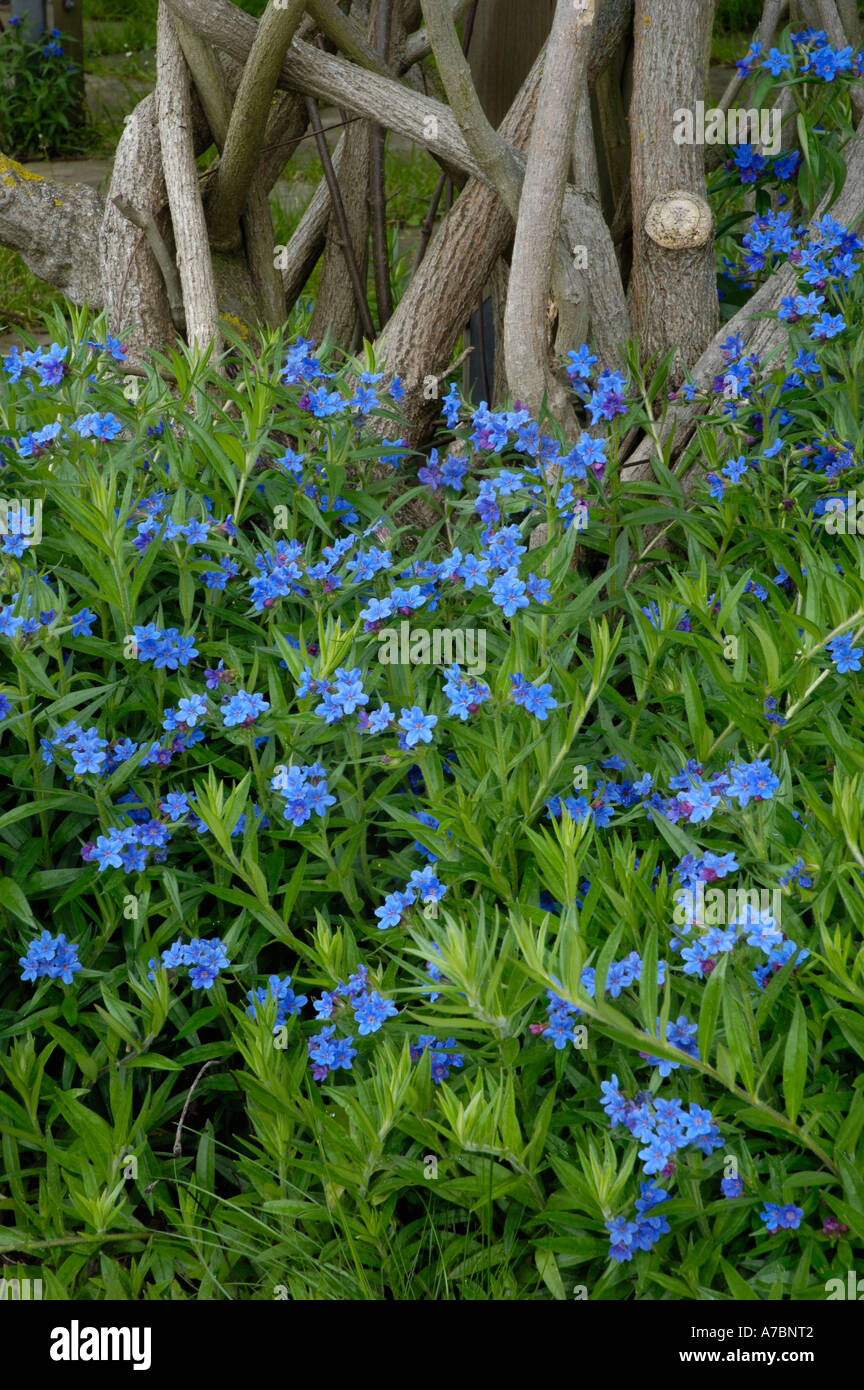 Gromwell buglossoides hi-res stock photography and images - Alamy
