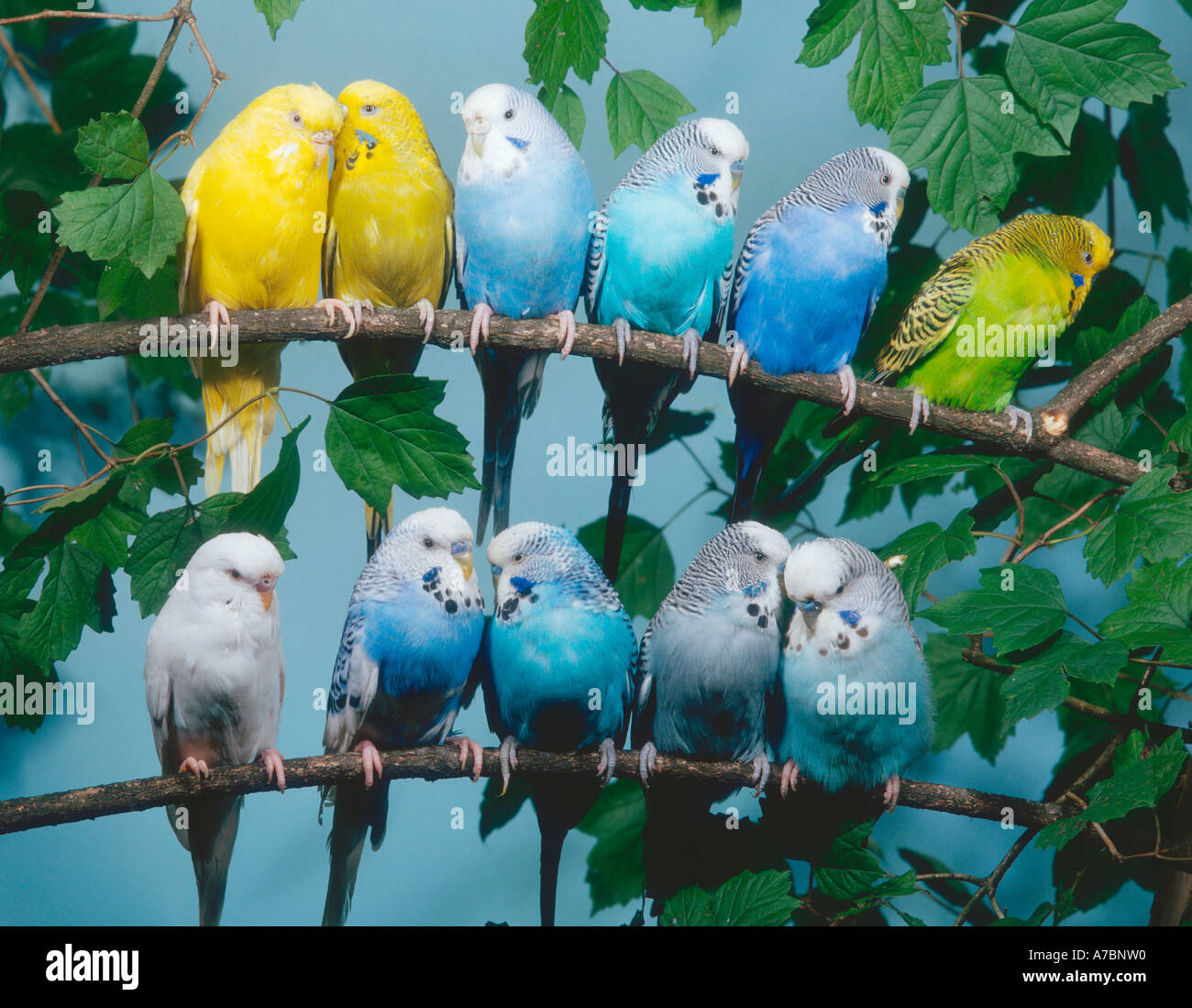 Budgerigar flock hi-res stock photography and images - Alamy