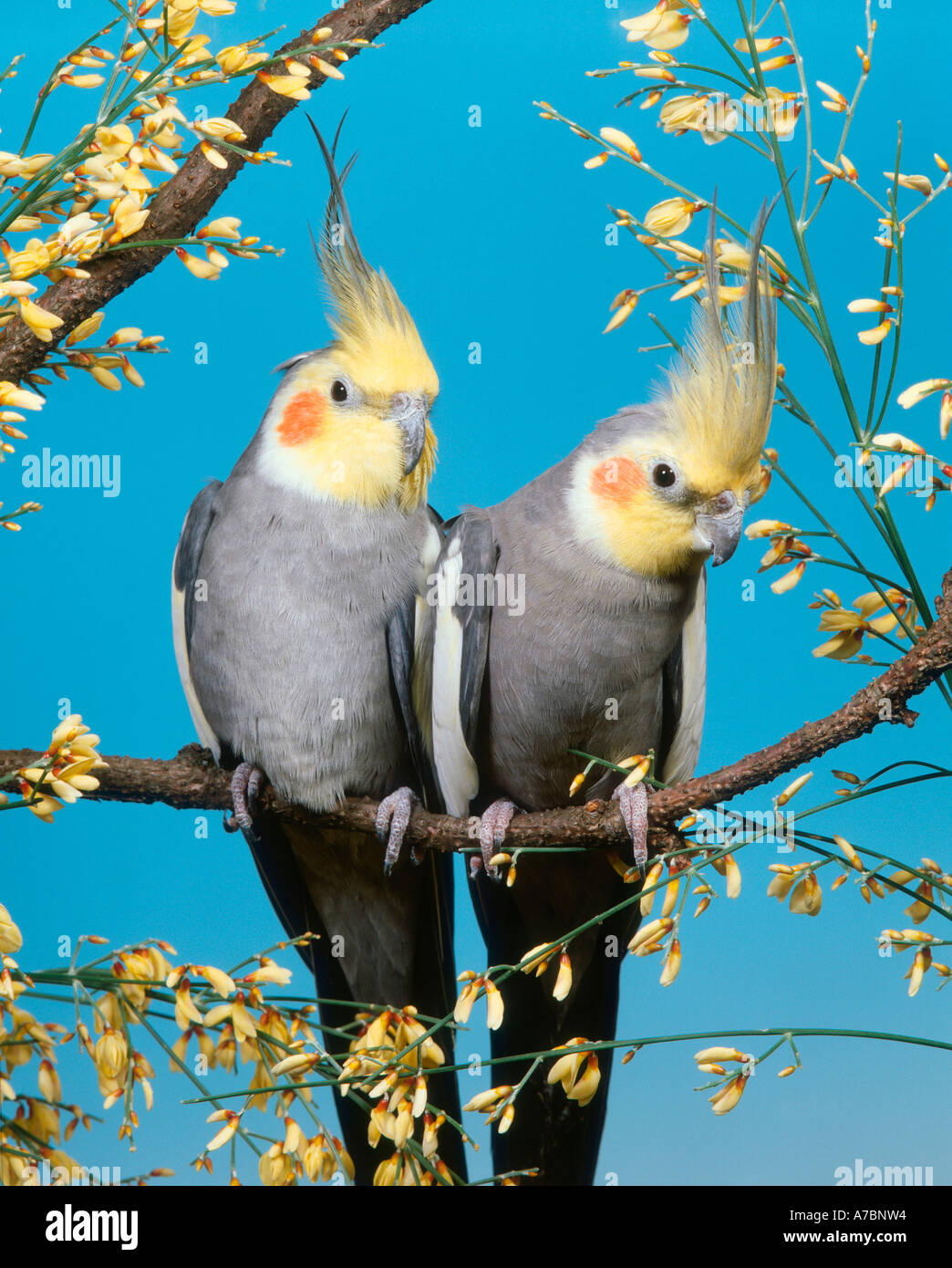 Two cockatiels hi-res stock photography and images - Alamy