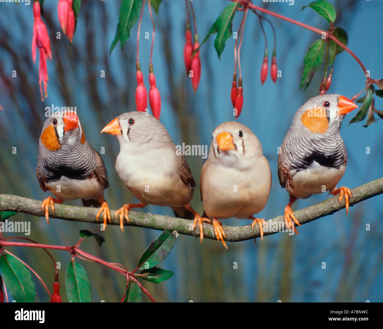 Zebra Finch Stock Photo - Alamy