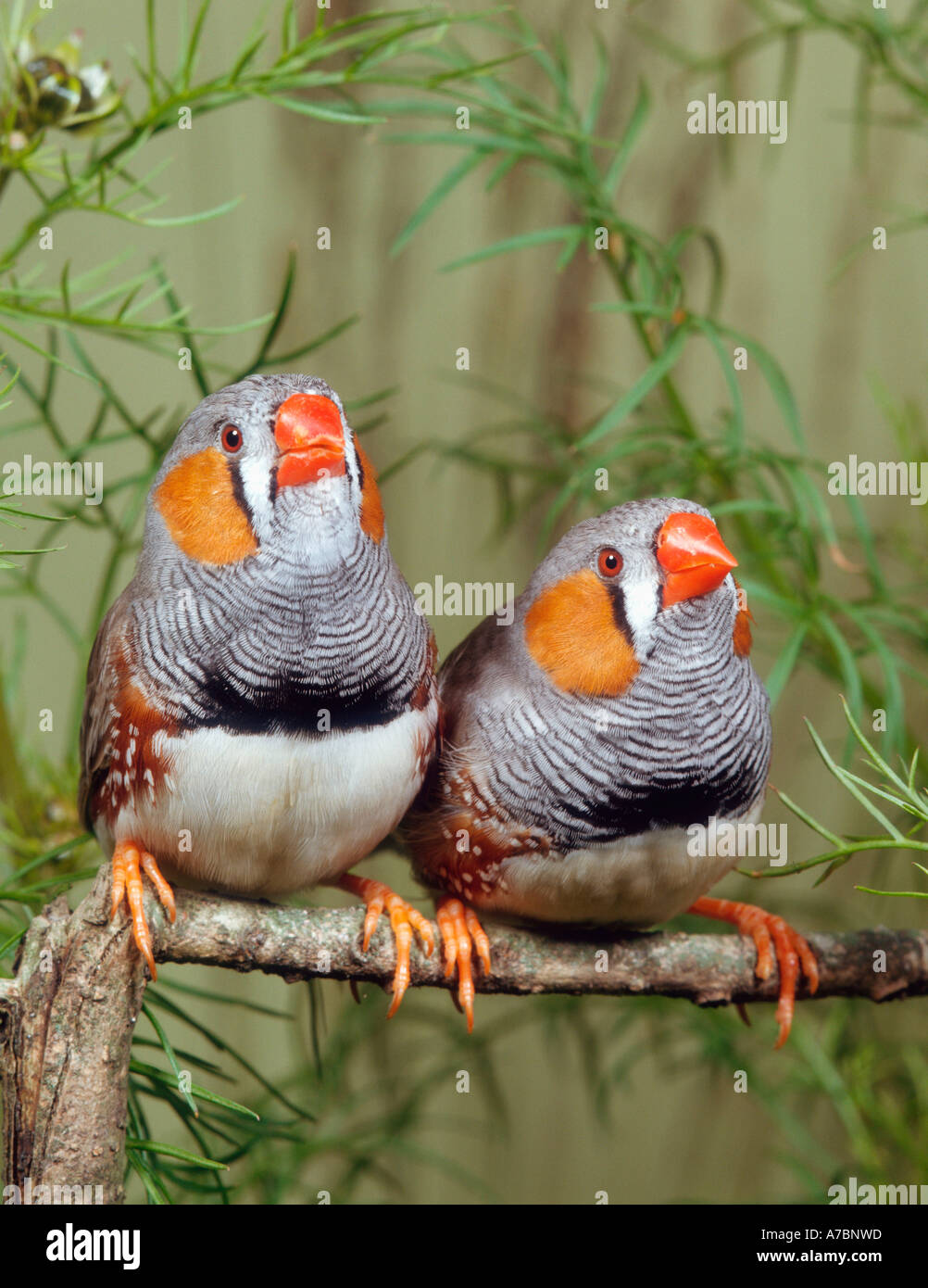 Zebra Finch Stock Photo - Alamy