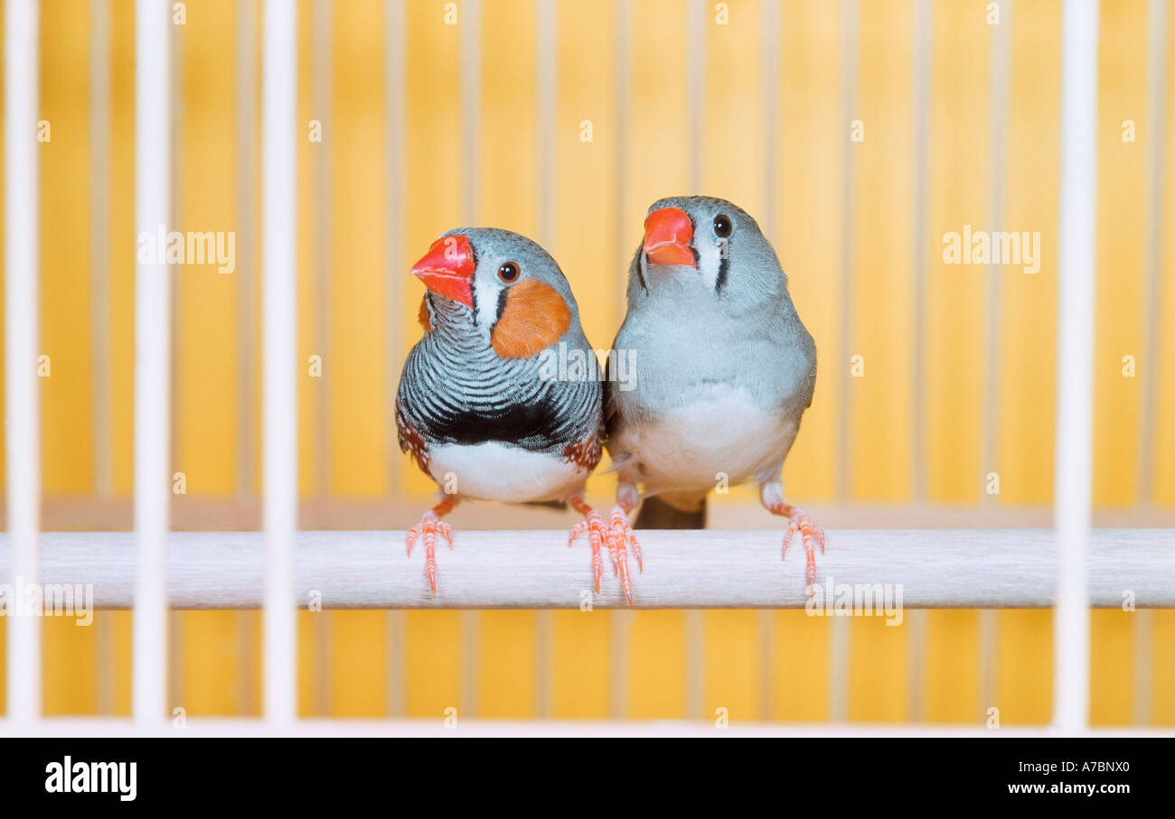 Zebra Finch Stock Photo - Alamy