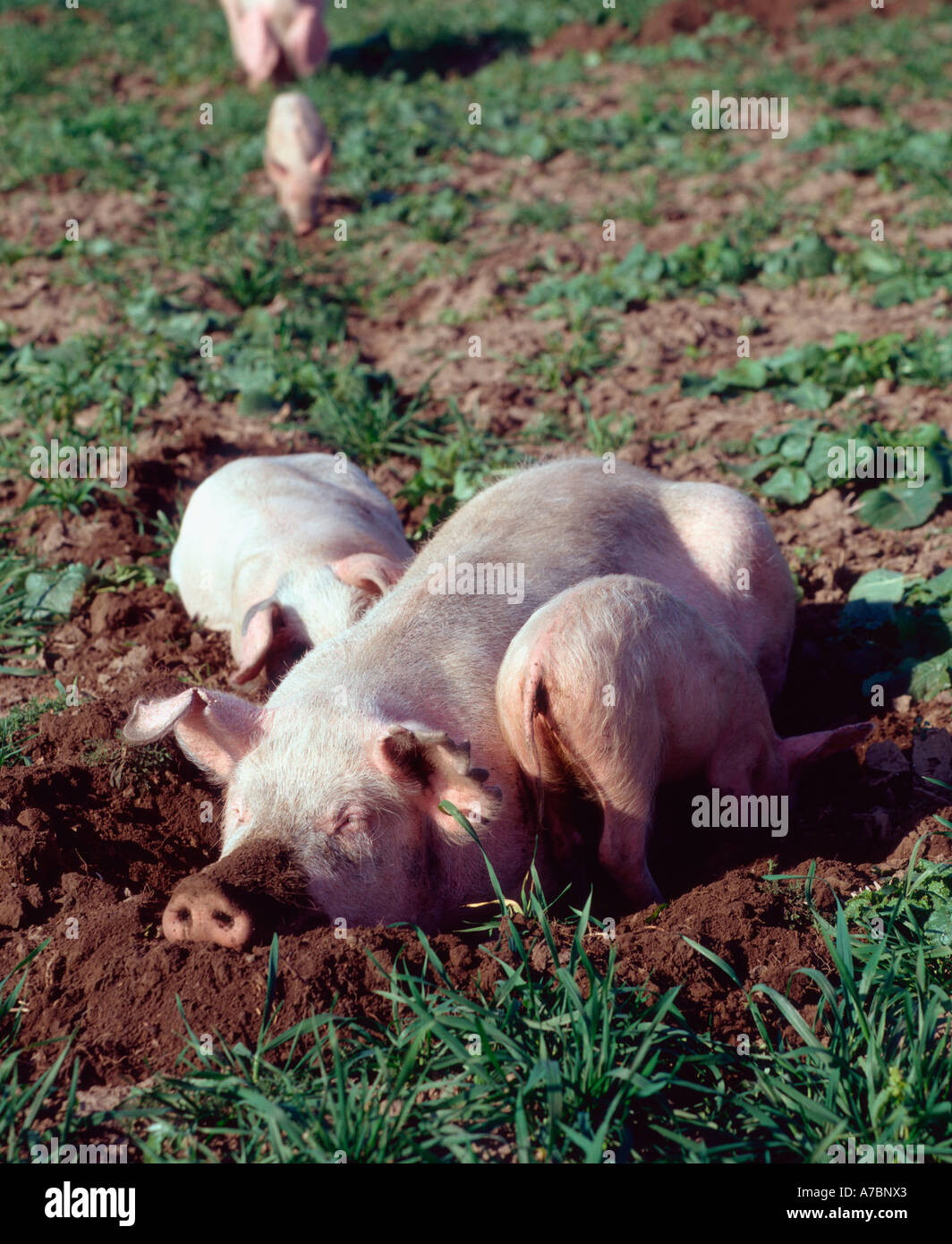 Domestic Pig Stock Photo - Alamy