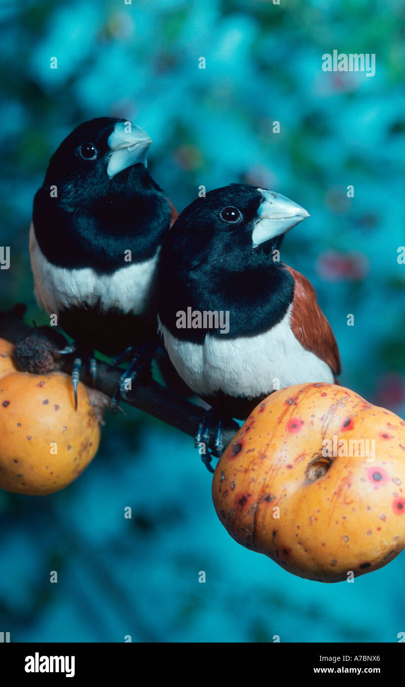 Black-headed Nun Stock Photo - Alamy