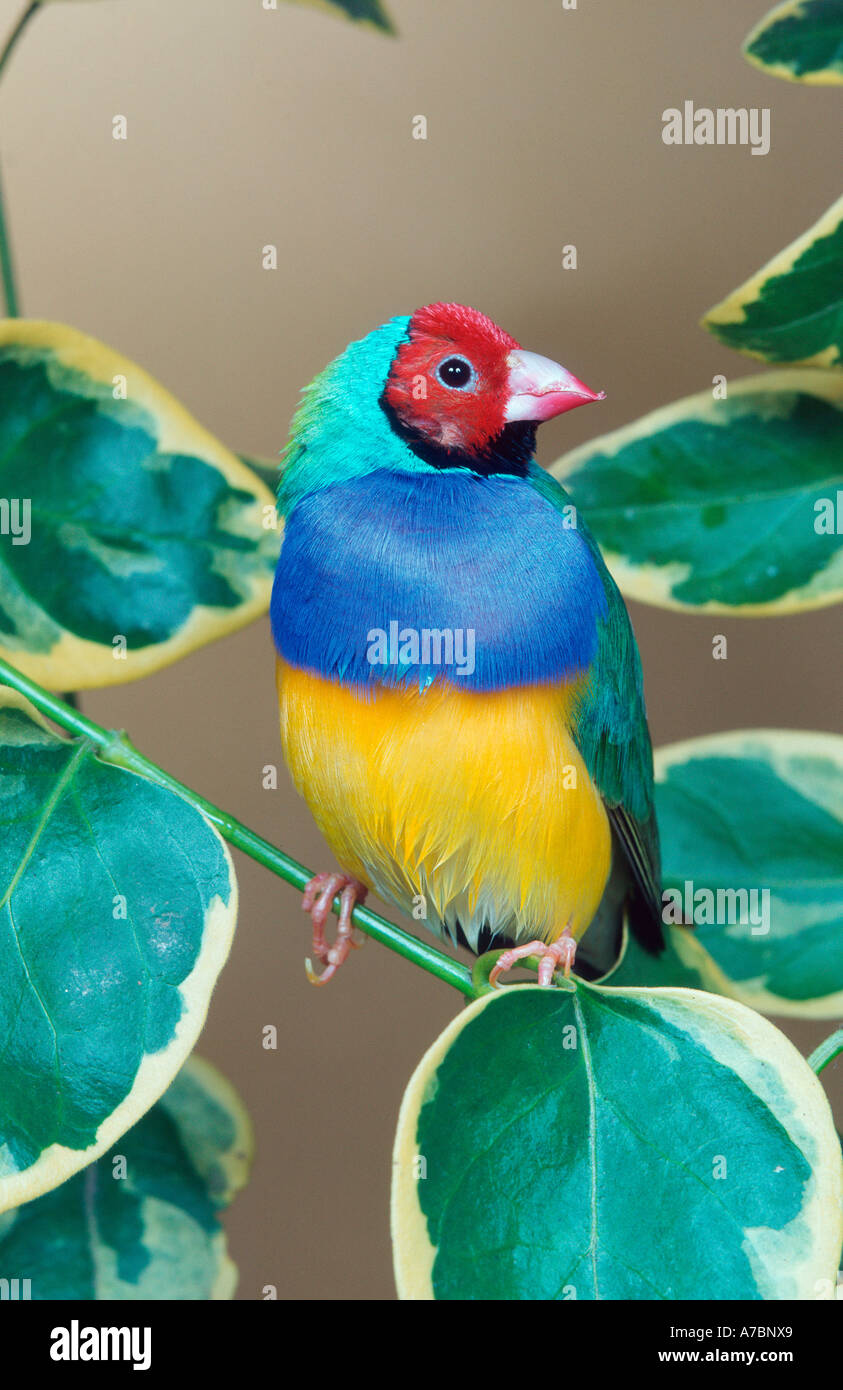 Gouldian Finch Stock Photo - Alamy