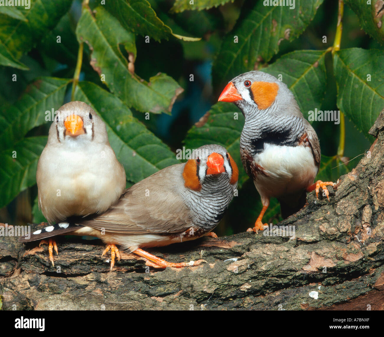 Zebra finch male female hi-res stock photography and images - Alamy
