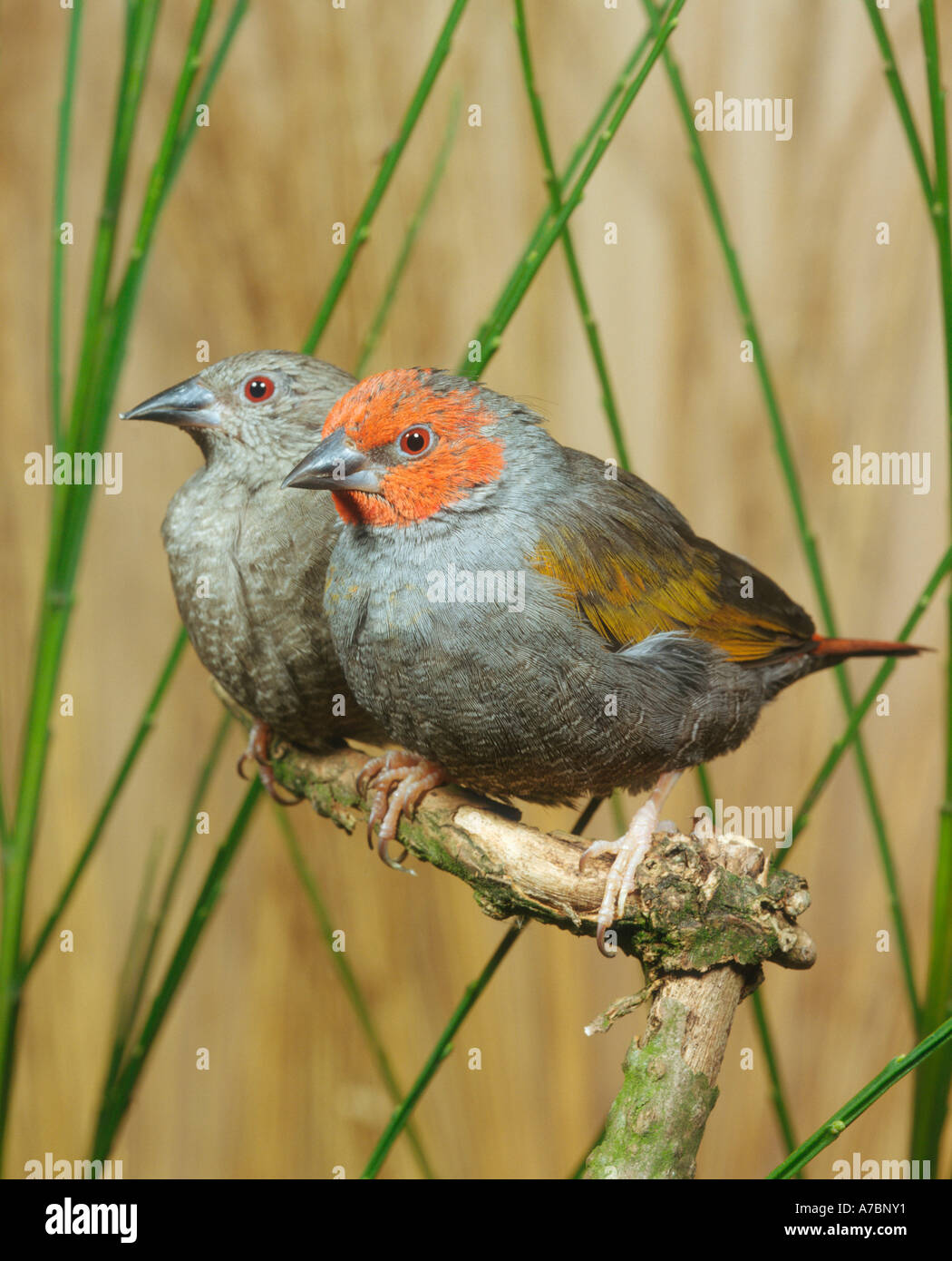 Red-faced Pytilia Stock Photo - Alamy