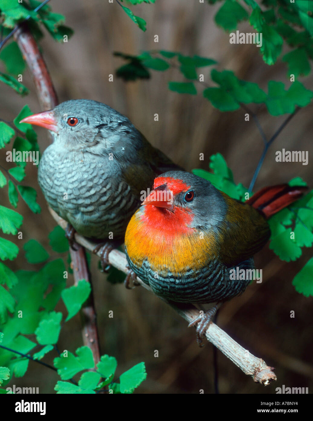 Melba Finch High Resolution Stock Photography and Images - Alamy