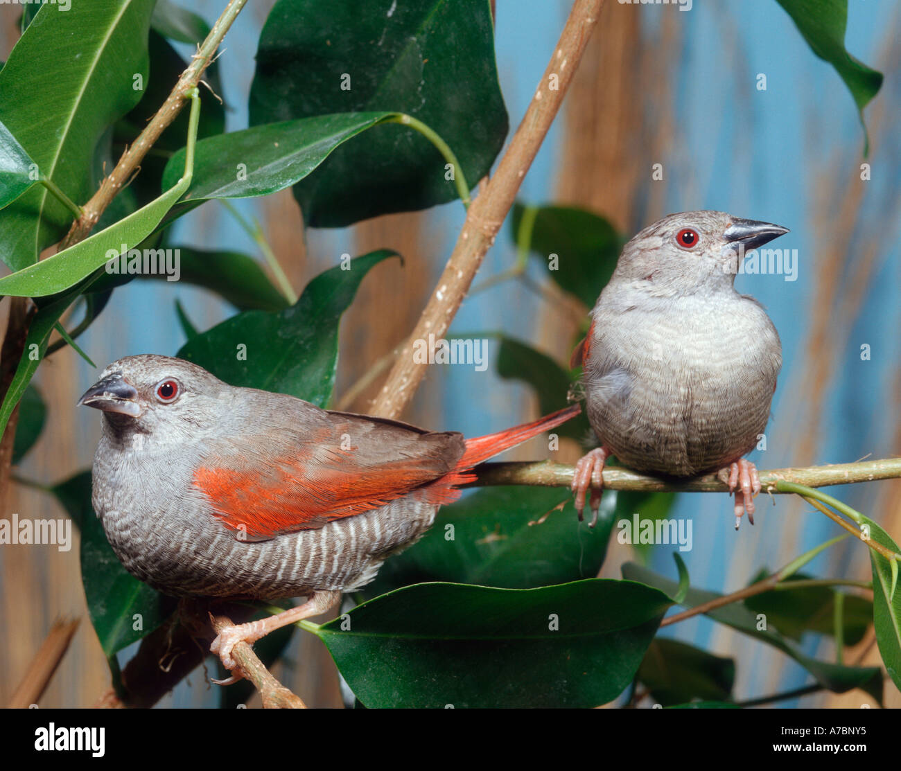 Red-winged Pytilia Stock Photo - Alamy