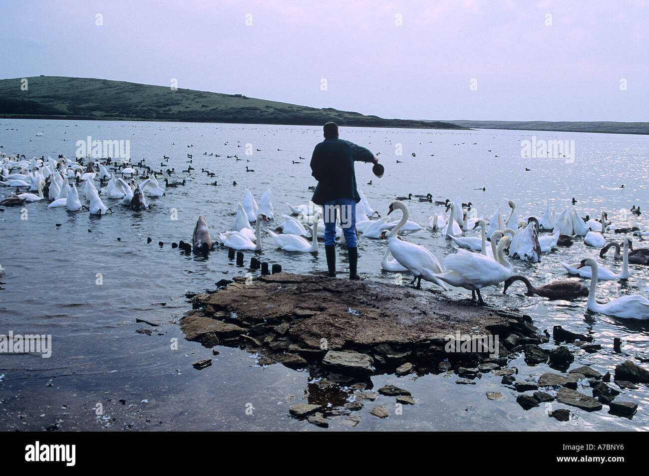 Keeper of the swans hi-res stock photography and images - Alamy