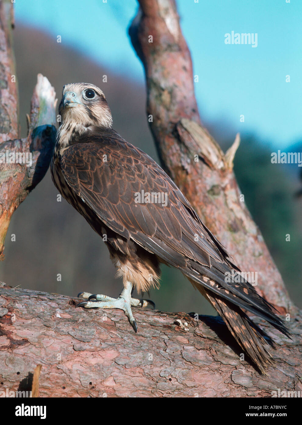 Saker Falcon Sakerfalke Stock Photo - Alamy