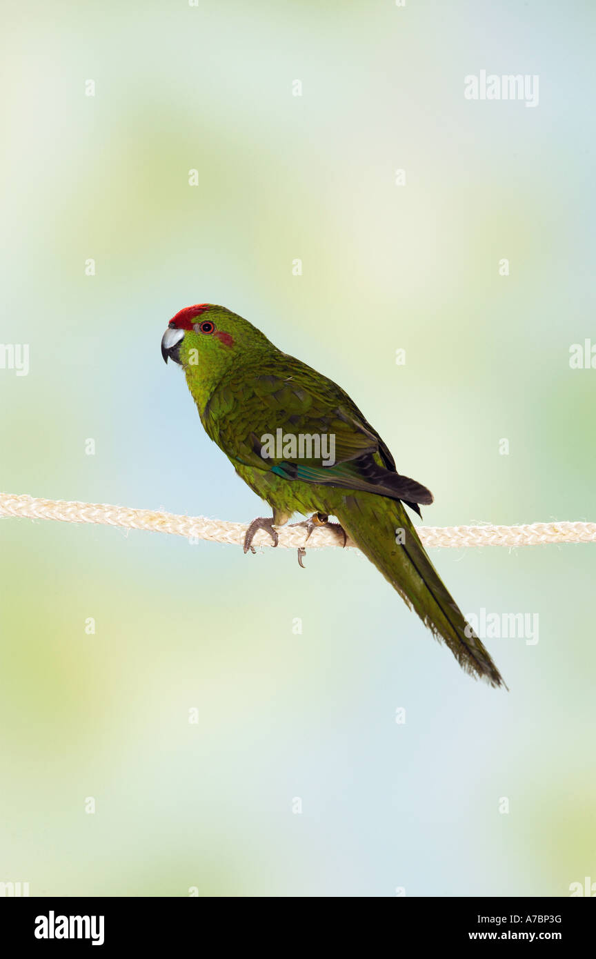 Red fronted parrots hi-res stock photography and images - Alamy