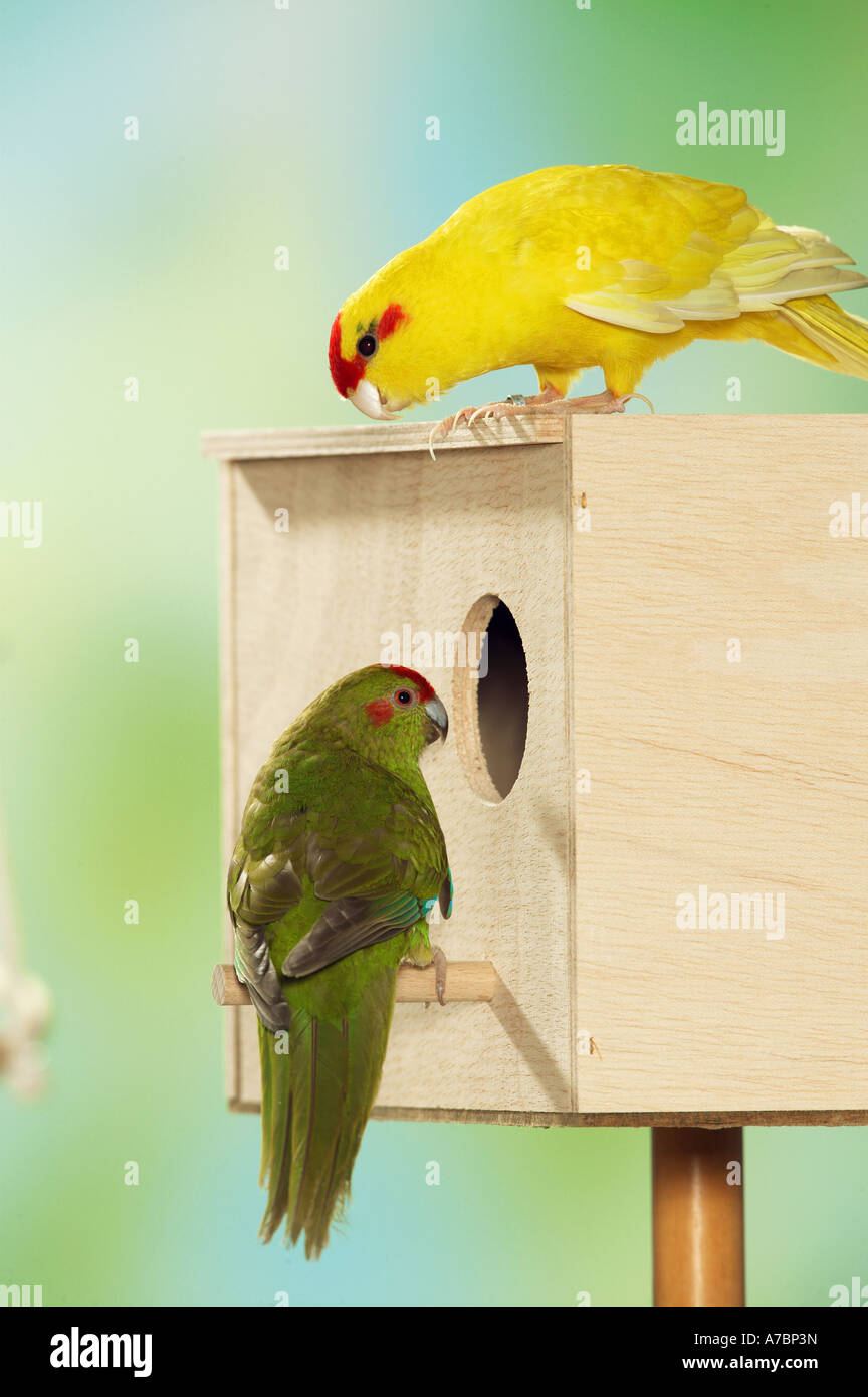 Red-fronted parakeet (Cyanoramphus novaezelandiae). Couple at nesting ...