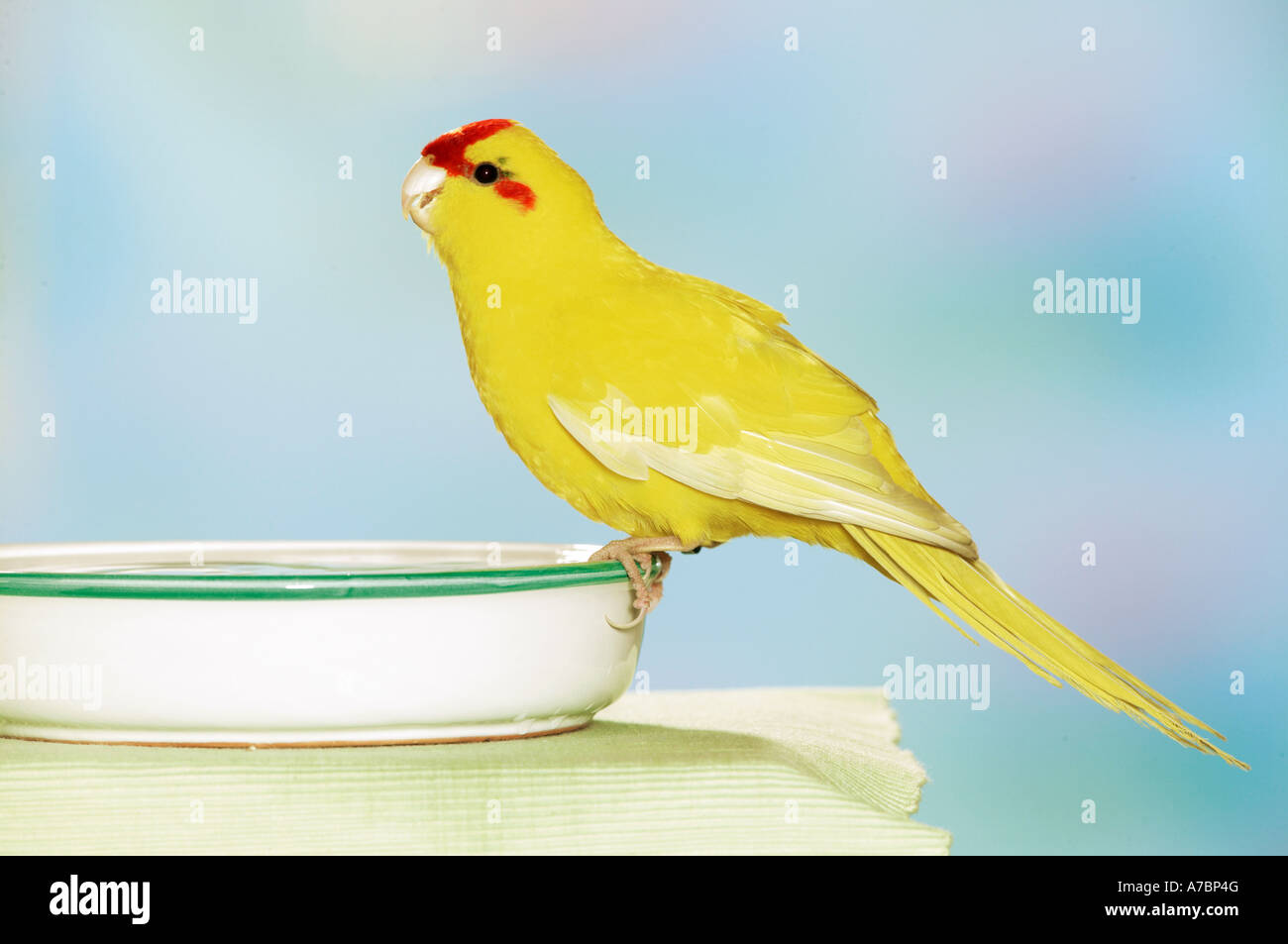 Red fronted parakeets hi-res stock photography and images - Alamy