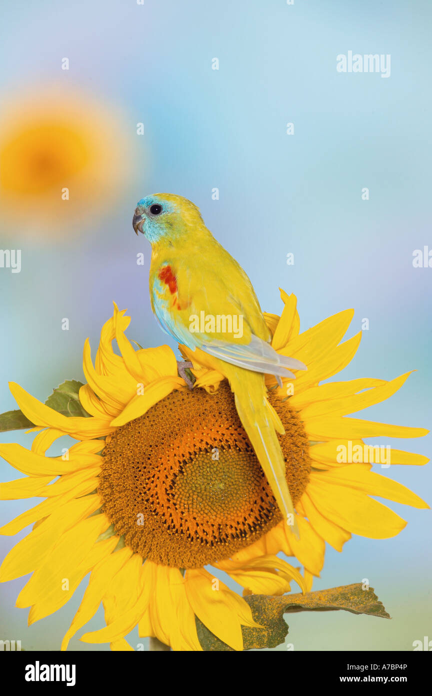 Turquoise Parrot on sunflower / Neophema pulchella Stock Photo - Alamy