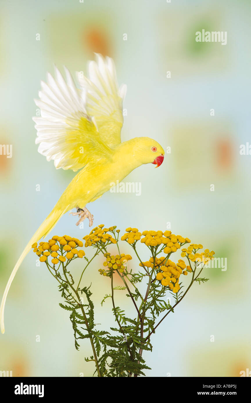 Ring-necked Parakeet - flying / Psittacula krameri Stock Photo - Alamy