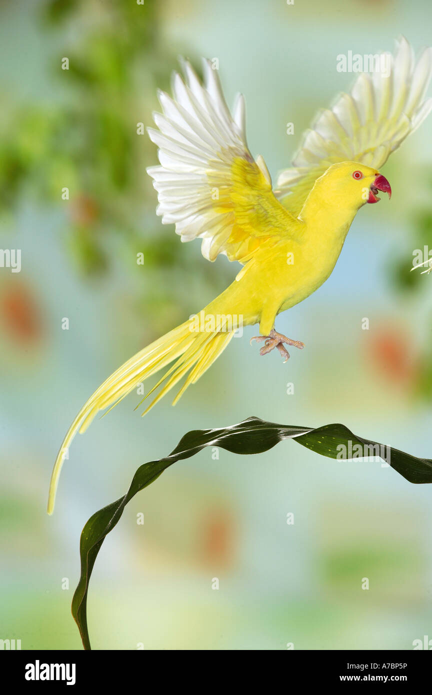 Ring-necked Parakeet - flying / Psittacula krameri Stock Photo - Alamy