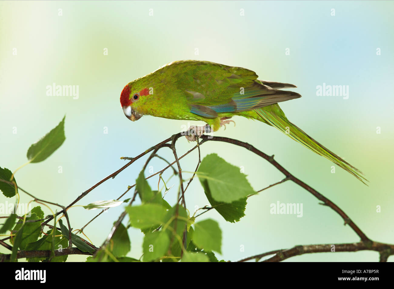 Red-fronted parakeet on twig / Cyanoramphus novaezelandiae Stock Photo ...