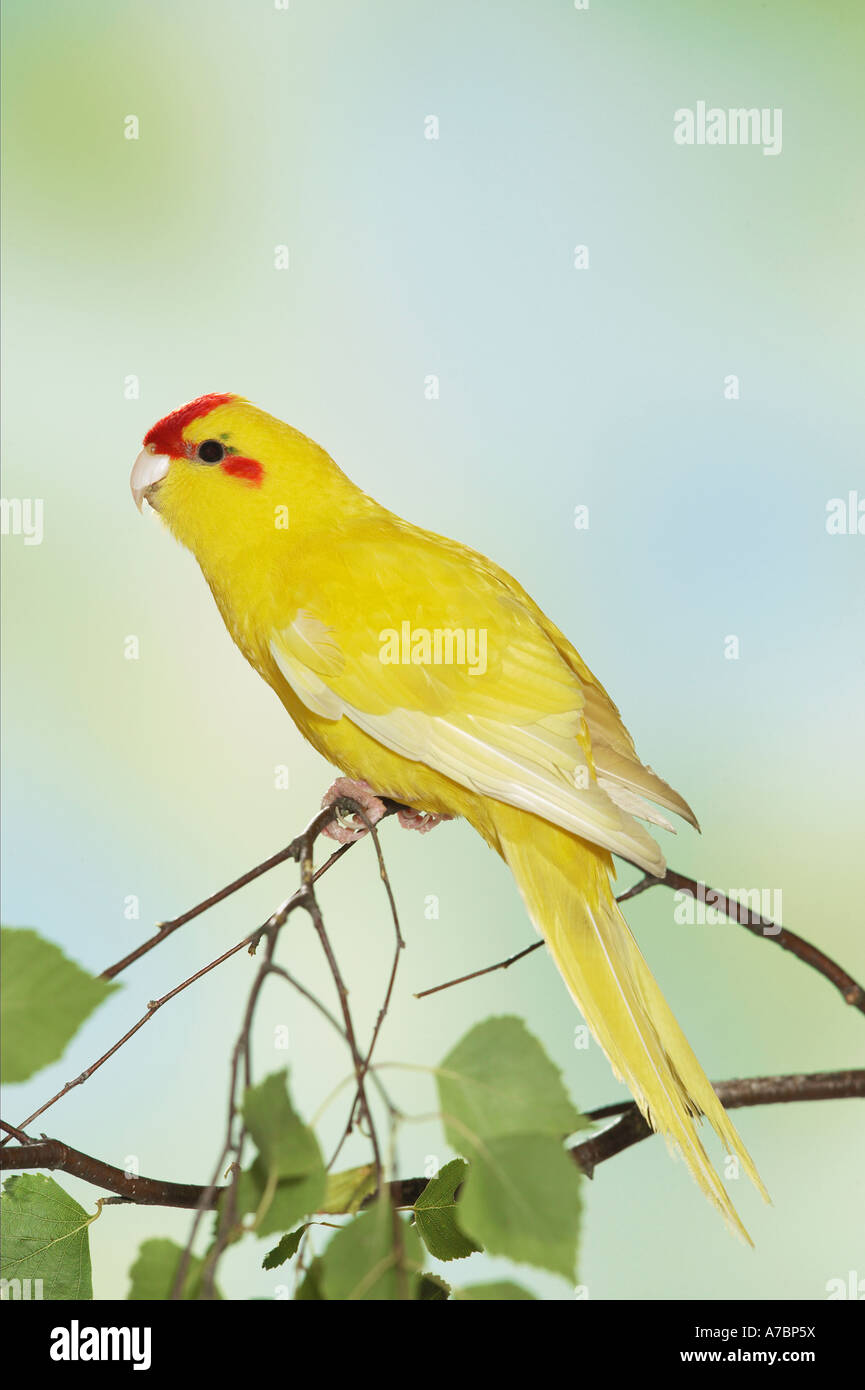 Red fronted parrots hi-res stock photography and images - Alamy