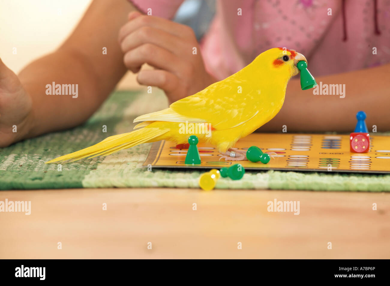 Red-crowned Parakeet (Cyanoramphus novaezelandiae) on board game Stock ...