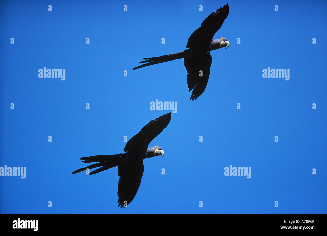 two hyacinth macaws - flying / Anodorhynchus hyacinthinus Stock Photo ...