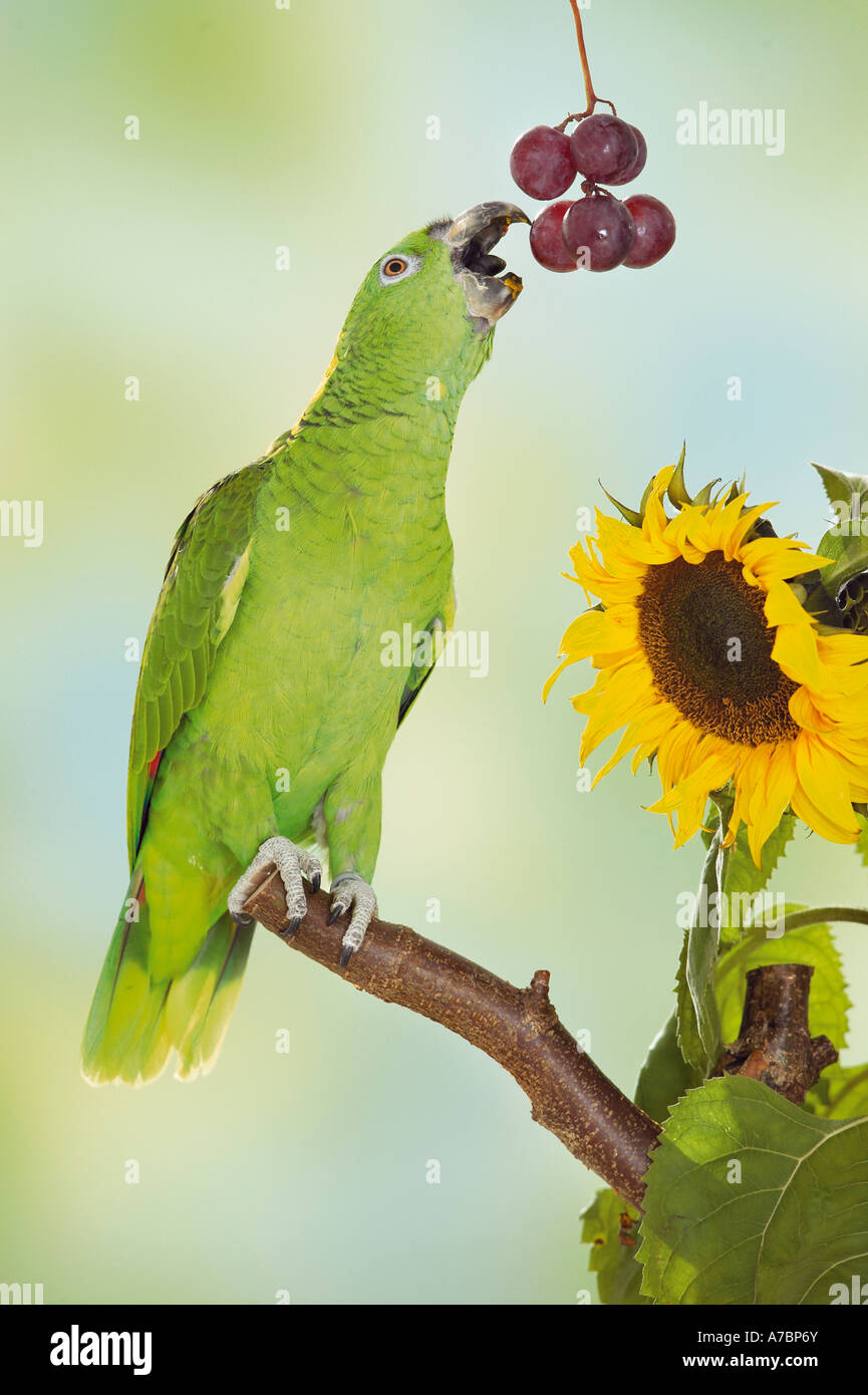 Yellow headed parrot amazona oratrix hi-res stock photography and ...