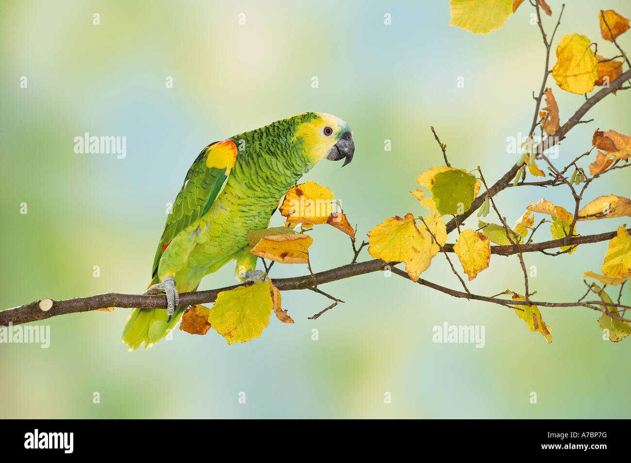 blue fronted amazon on branch Stock Photo - Alamy