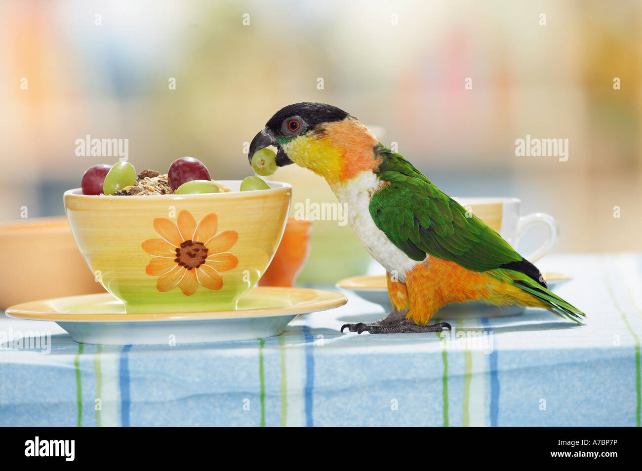 Black headed caique hi-res stock photography and images - Alamy