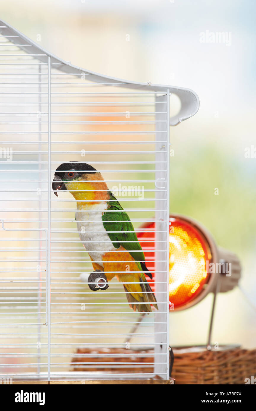 Black headed Caique in cage Pionites melanocephala Stock Photo - Alamy